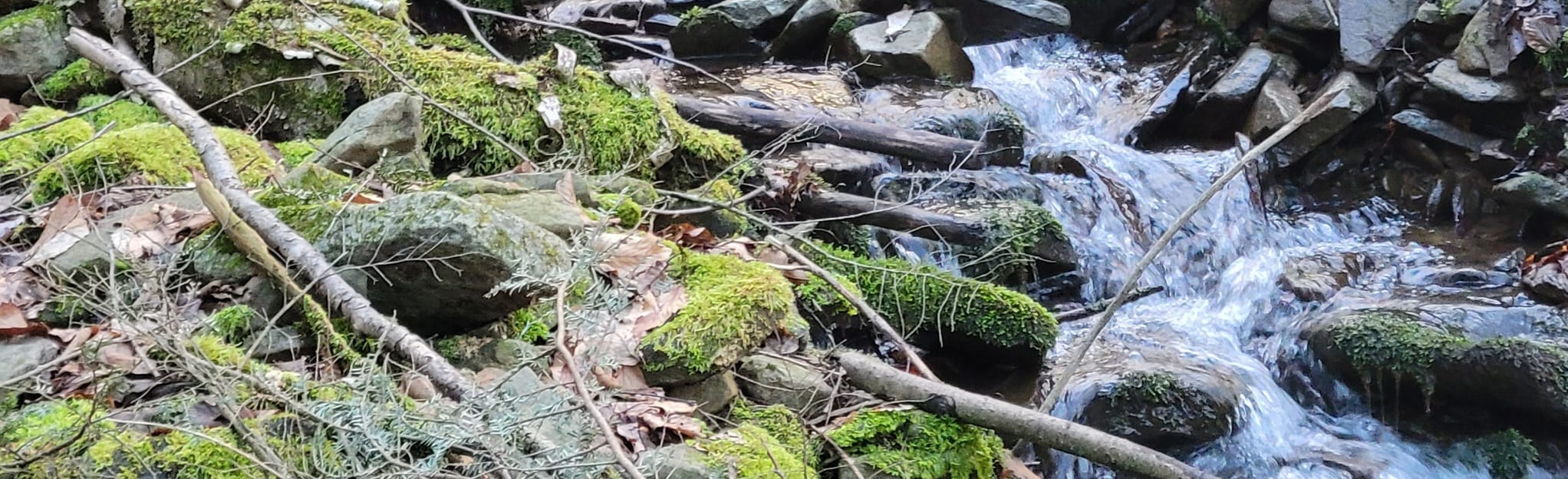 Panther Run Trail: 70 Reviews, Map - Pennsylvania | AllTrails