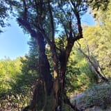 Myrtle Tree Trail, Oregon - 52 Reviews, Map | AllTrails