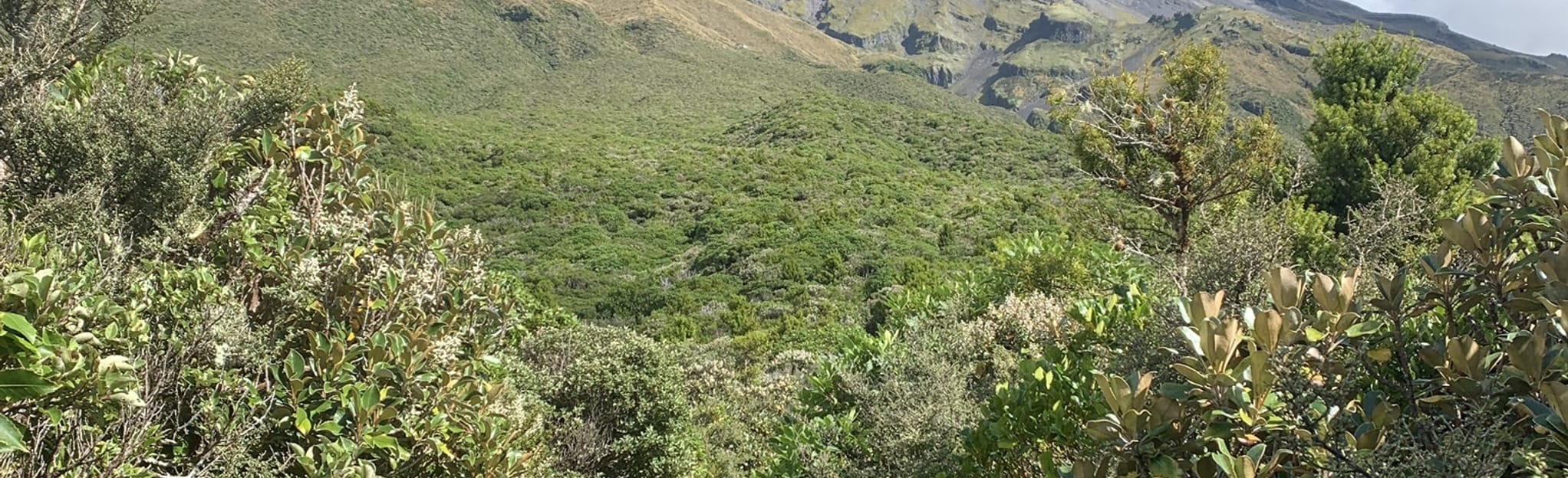 Lake Dive to Dawson Falls via Upper Lake Dive Track, Taranaki, New ...
