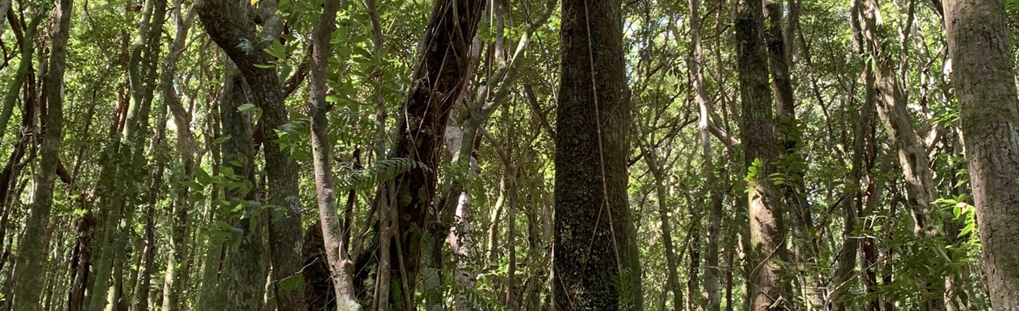 Sentier Botanique de Mare-Longue: 1 Reviews, Map - Réunion | AllTrails