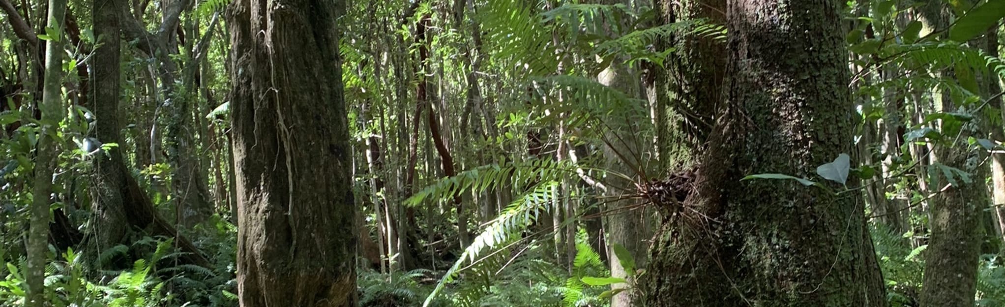Boucle du Sentier Botanique de Mare Longue: 19 foto's - Réunion | AllTrails