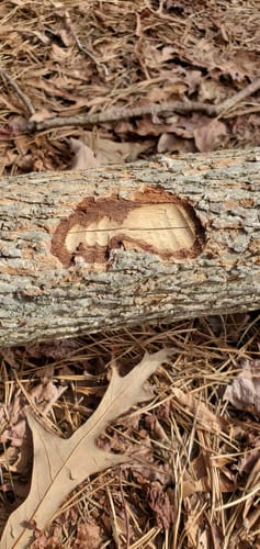 Best Hikes and Trails in Jumping Brook Preserve | AllTrails