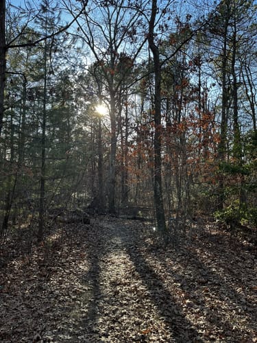2023 Best Forest Trails in Bethpage State Park | AllTrails