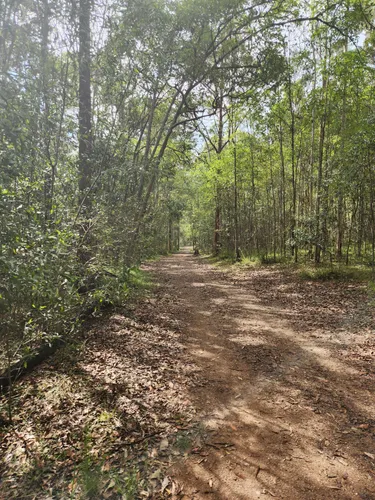 10 Best Mountain Biking Trails in Mt Coot-tha Reserve | AllTrails