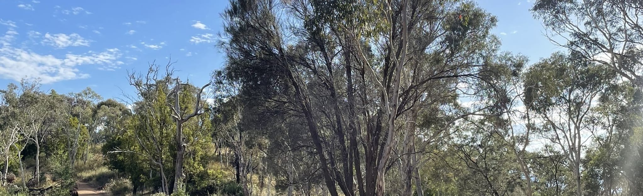 Mount Ainslie Summit Circuit, Australian Capital Territory, Australia ...