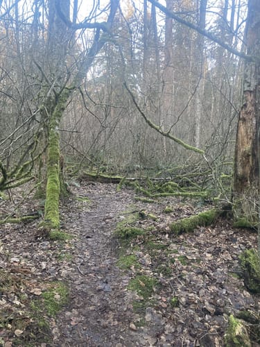 Best Hikes and Trails in Birch Bay State Park | AllTrails