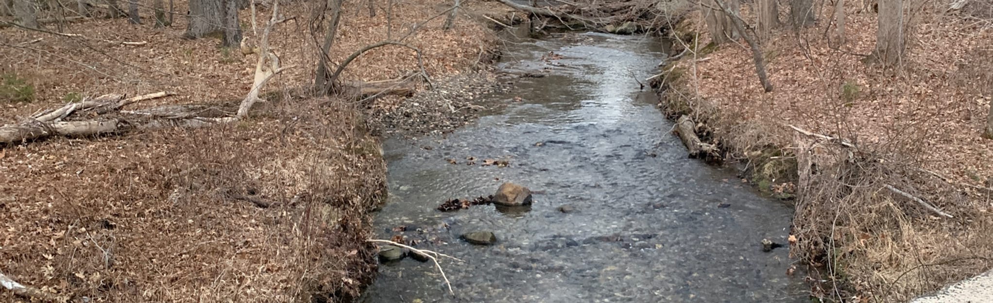 Race Brook, Pine, and Wepawaug Trail: 1305 Reviews, Map - Connecticut ...