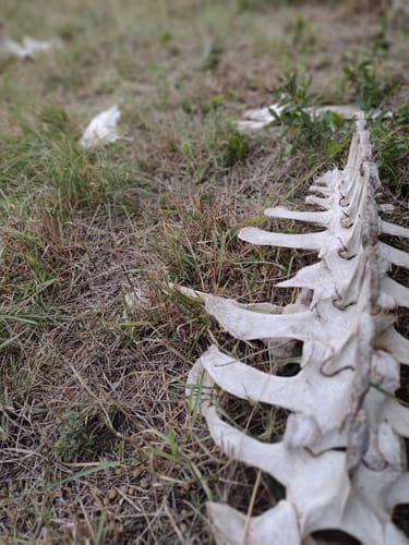 Best Hikes and Trails in Laguna Atascosa National Wildlife Refuge ...