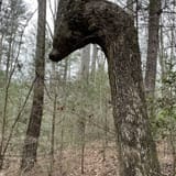 Red Byrd Arch, Kentucky - 226 Reviews, Map | AllTrails