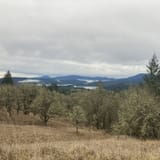 Fitton Green Natural Area Trail, Oregon - 381 Reviews, Map | AllTrails