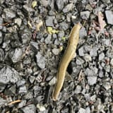 Fitton Green Natural Area Trail, Oregon - 381 Reviews, Map | AllTrails