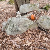 Mooween State Park Loop , Connecticut - 387 Reviews, Map | AllTrails