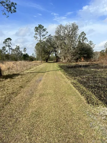 Best Hikes and Trails in Lower Green Swamp Nature Preserve | AllTrails