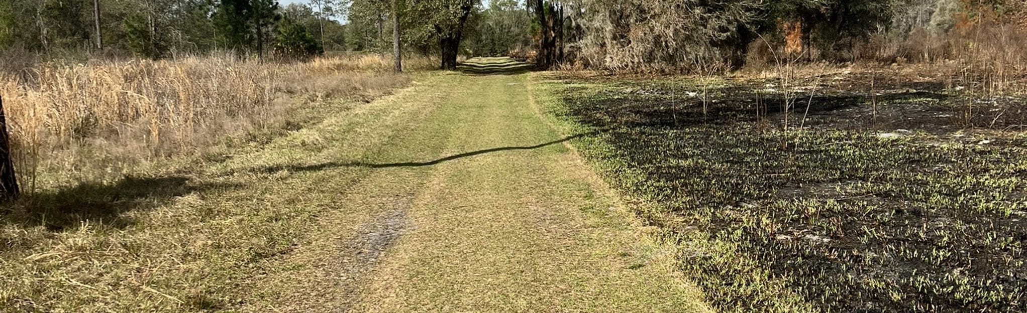 Lower Green Swamp Central, Northwest, and Southwest Loop, Florida - 42 ...