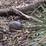 Guana Trail, Marshview Lane, and Shellbluff Road, Florida - 248 Reviews ...