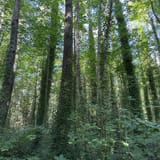 Hanmer Forest Sculpture Walk, Canterbury, New Zealand - 124 Reviews ...