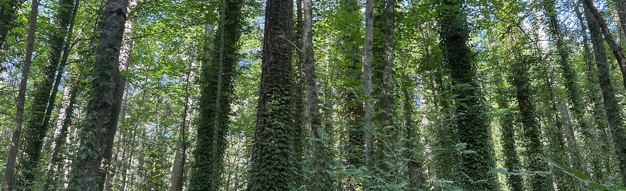 Hanmer Forest Sculpture Walk, Canterbury, New Zealand - 102 Reviews ...