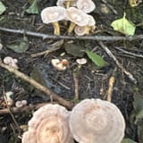 Hanmer Forest Sculpture Walk, Canterbury, New Zealand - 124 Reviews ...