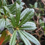 Cooks Butte Loop, Oregon - 399 Reviews, Map | AllTrails