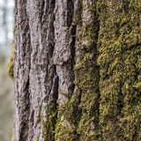 Cooks Butte Loop, Oregon - 399 Reviews, Map | AllTrails