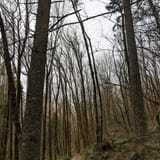 Cooks Butte Loop, Oregon - 399 Reviews, Map | AllTrails