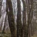 Cooks Butte Loop, Oregon - 399 Reviews, Map | AllTrails