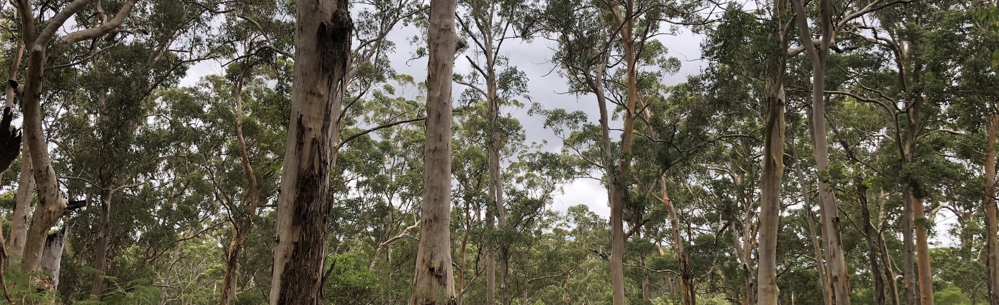 Keenan Mill Chimney via Chimney Trail - Western Australia, Australia ...