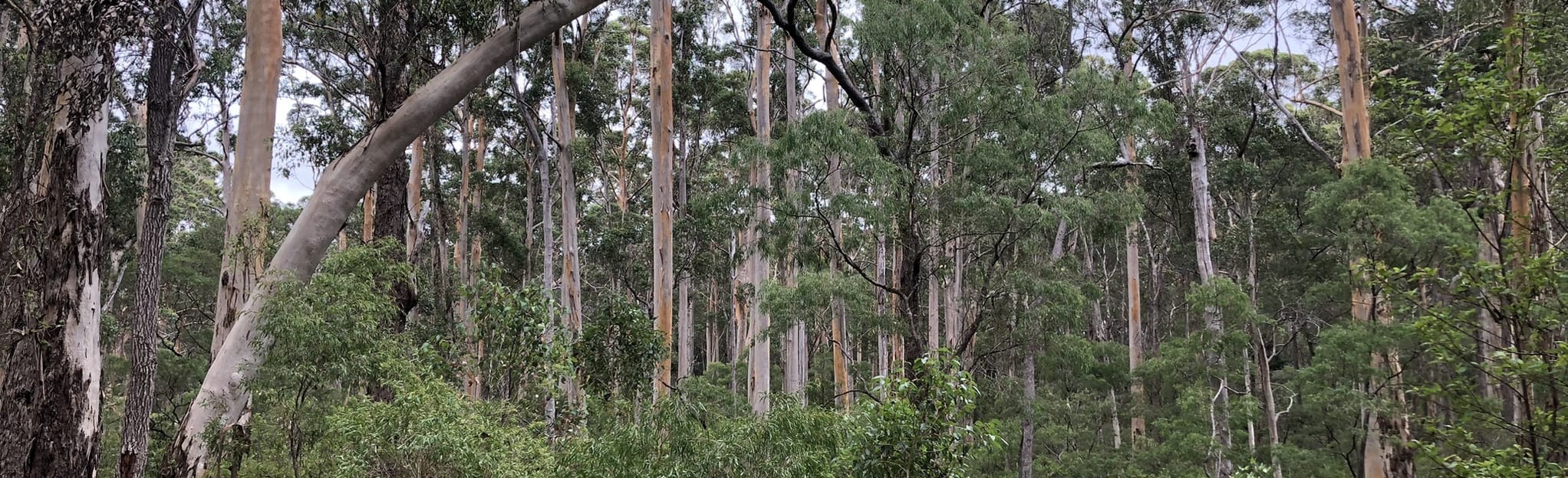 Chimney Trail Loop: 164 Reviews, Map - Western Australia, Australia ...