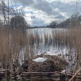 Redesmere and Capesthorne Circular, Cheshire, England - 134 Reviews ...