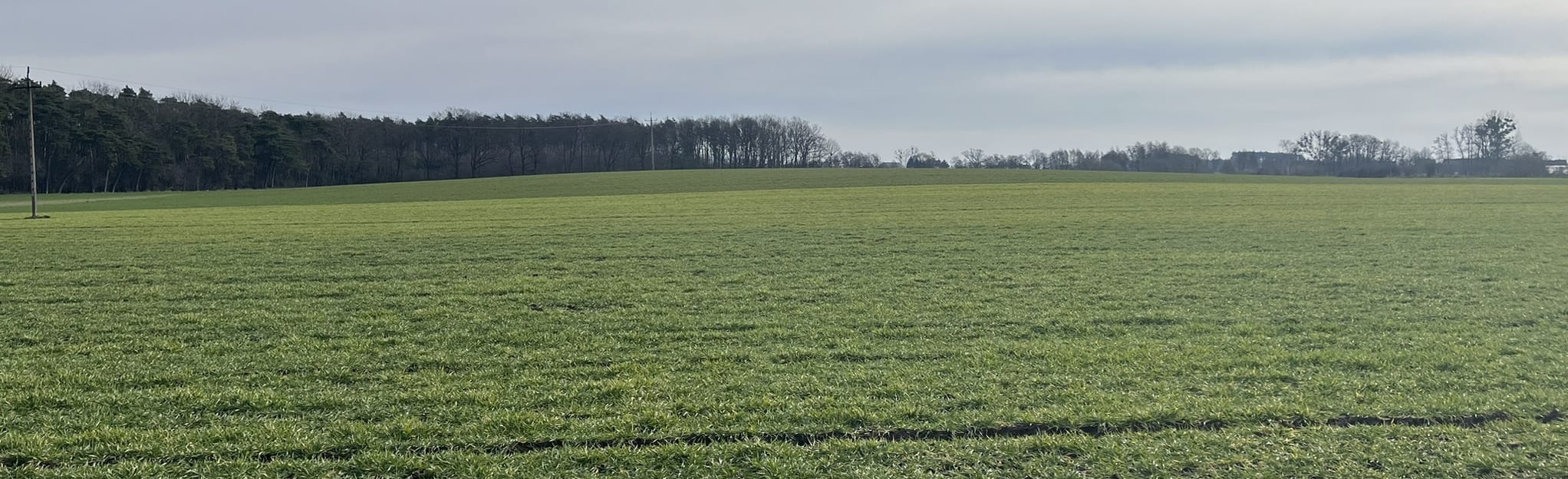 II Gajowy Dogtrekking 2023, Greater Poland, Poland - Map, Guide | AllTrails