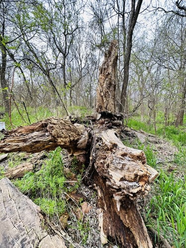 2023 Best Trail Running Trails in Rowlett Creek Preserve | AllTrails