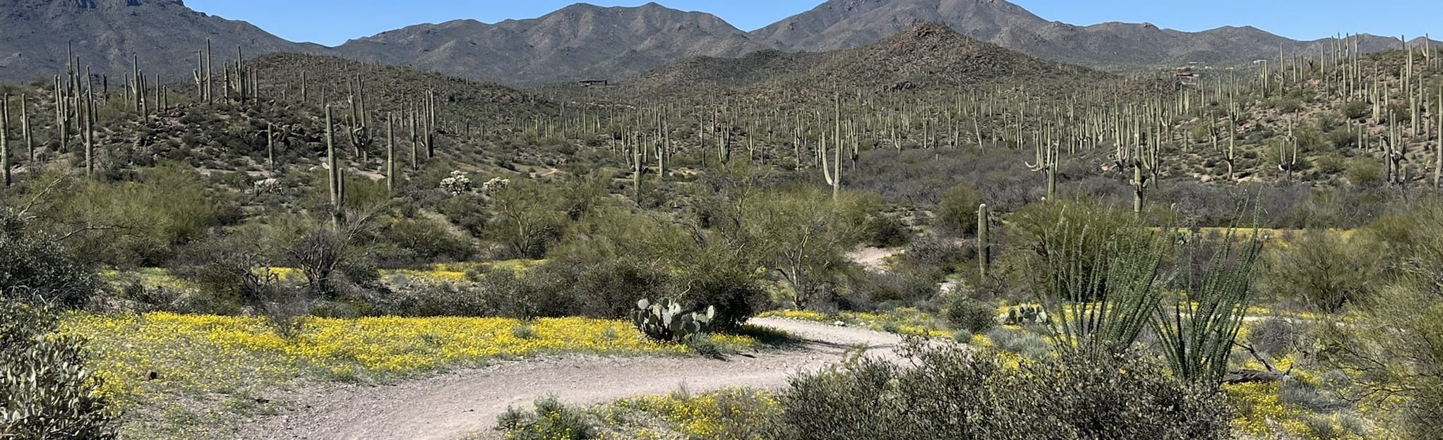 Wildflower Ridge, Oxbow and Desperado Loop, Arizona - 202 Reviews, Map ...