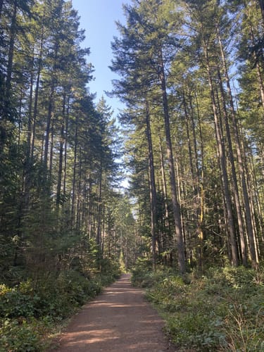 Best Hikes and Trails in Banner Forest Heritage Park | AllTrails