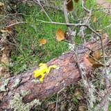 Dave Moore Nature Trail, California - 391 Reviews, Map | AllTrails