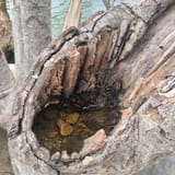 Dave Moore Nature Trail, California - 391 Reviews, Map | AllTrails