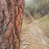 Dave Moore Nature Trail, California - 391 Reviews, Map | AllTrails