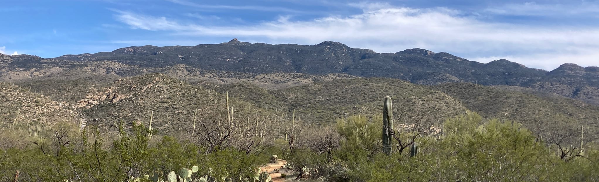 Douglas Spring Trail and Tanque Verde Peak Loop, Arizona - 20 Reviews ...