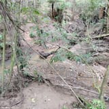 Riverhead Forest Loop Track, Auckland, New Zealand - 65 Reviews, Map ...