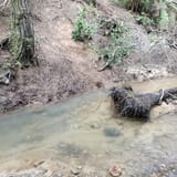 Riverhead Forest Loop Track, Auckland, New Zealand - 65 Reviews, Map ...