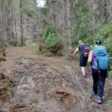 Riverhead Forest Loop Track, Auckland, New Zealand - 65 Reviews, Map ...