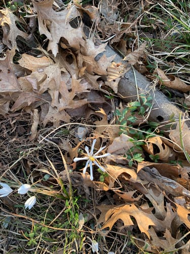 Best Hikes and Trails in Cub Run Stream Valley Park | AllTrails