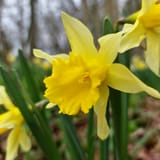 Daffodil Way: Dymock and Kempley Circular, Gloucestershire, England ...