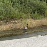 Puddingstone Reservoir Lake View and Park Trail Loop, California - 576 ...
