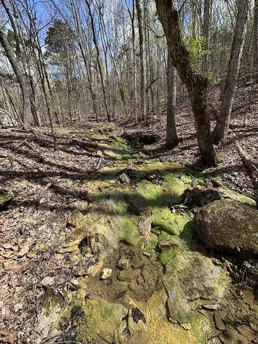 10 Best Hikes and Trails in Blevin's Gap Nature Preserve | AllTrails