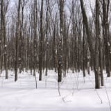 Loree Forest Loop, Ontario, Canada - 1,069 Reviews, Map | AllTrails