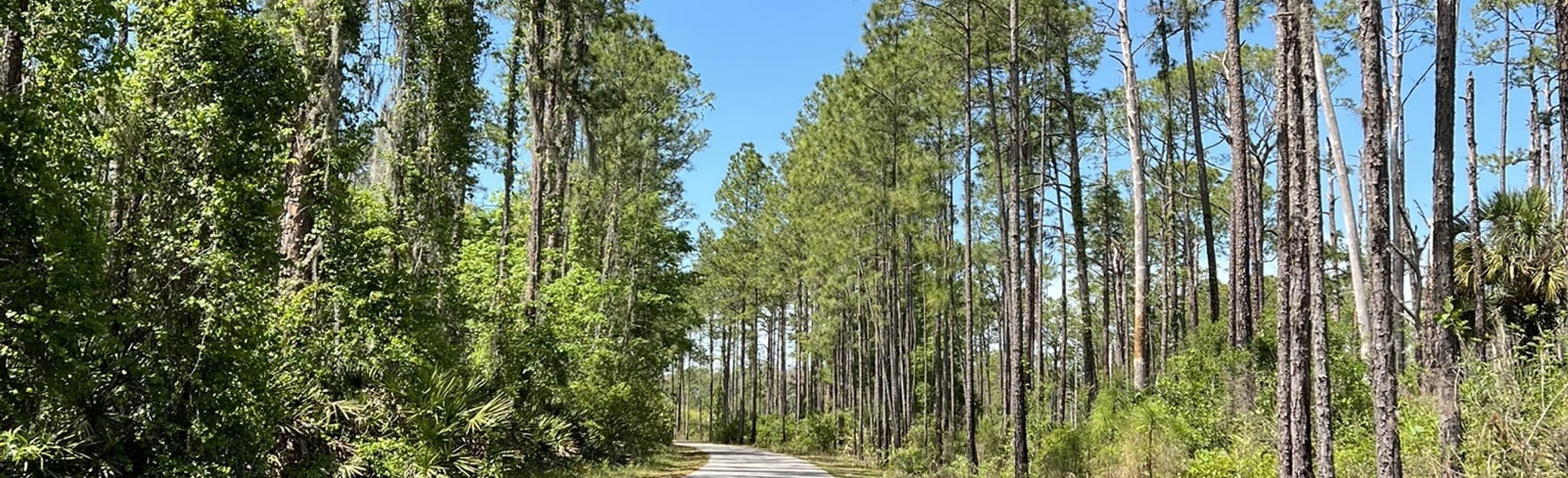 Starkey Park Paved Trail, Florida - 439 Reviews, Map | AllTrails