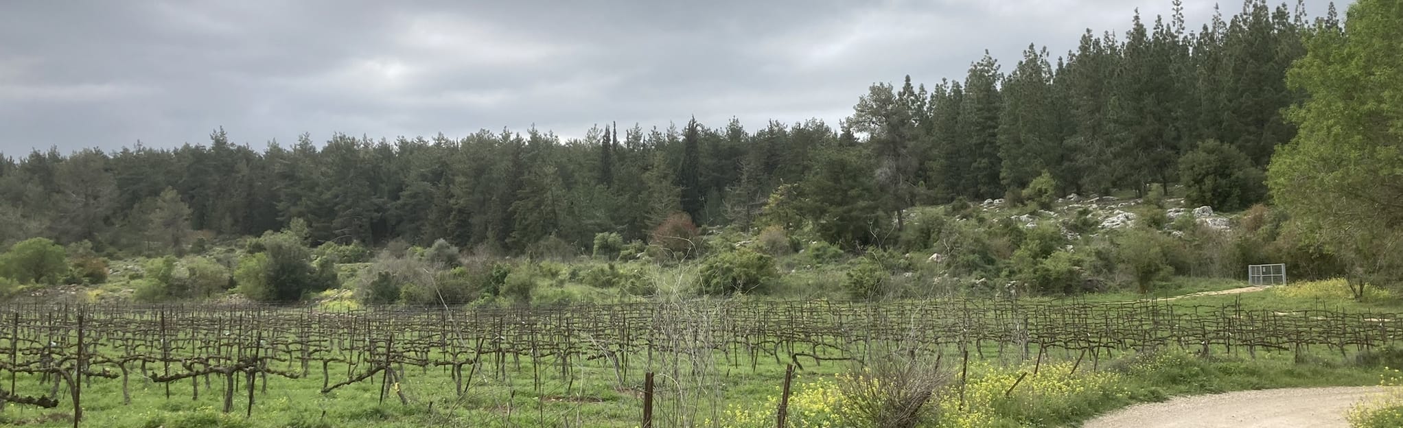 Bar Giora to Ein Kobi via Kfar Tsom Ruins and Beitar Forest: 4 Reviews ...