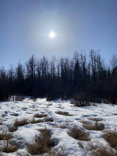 Best Hikes and Trails in North Cooking Lake Natural Area | AllTrails