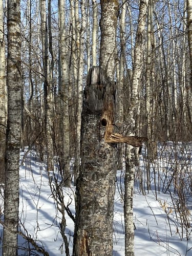 Best Hikes and Trails in North Cooking Lake Natural Area | AllTrails