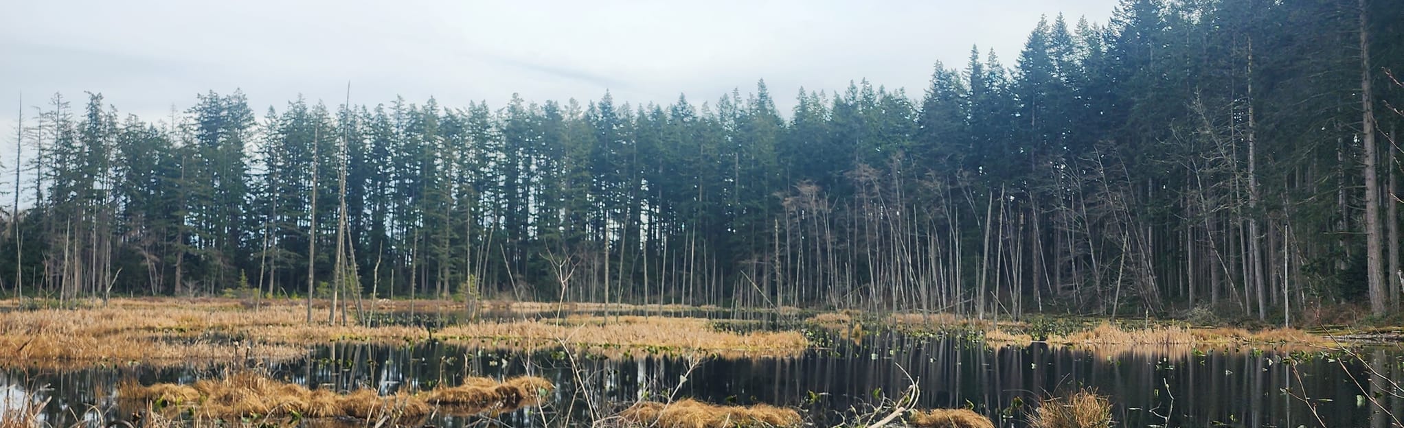 Cranberry Lake: 183 Reviews, Map - Washington | AllTrails